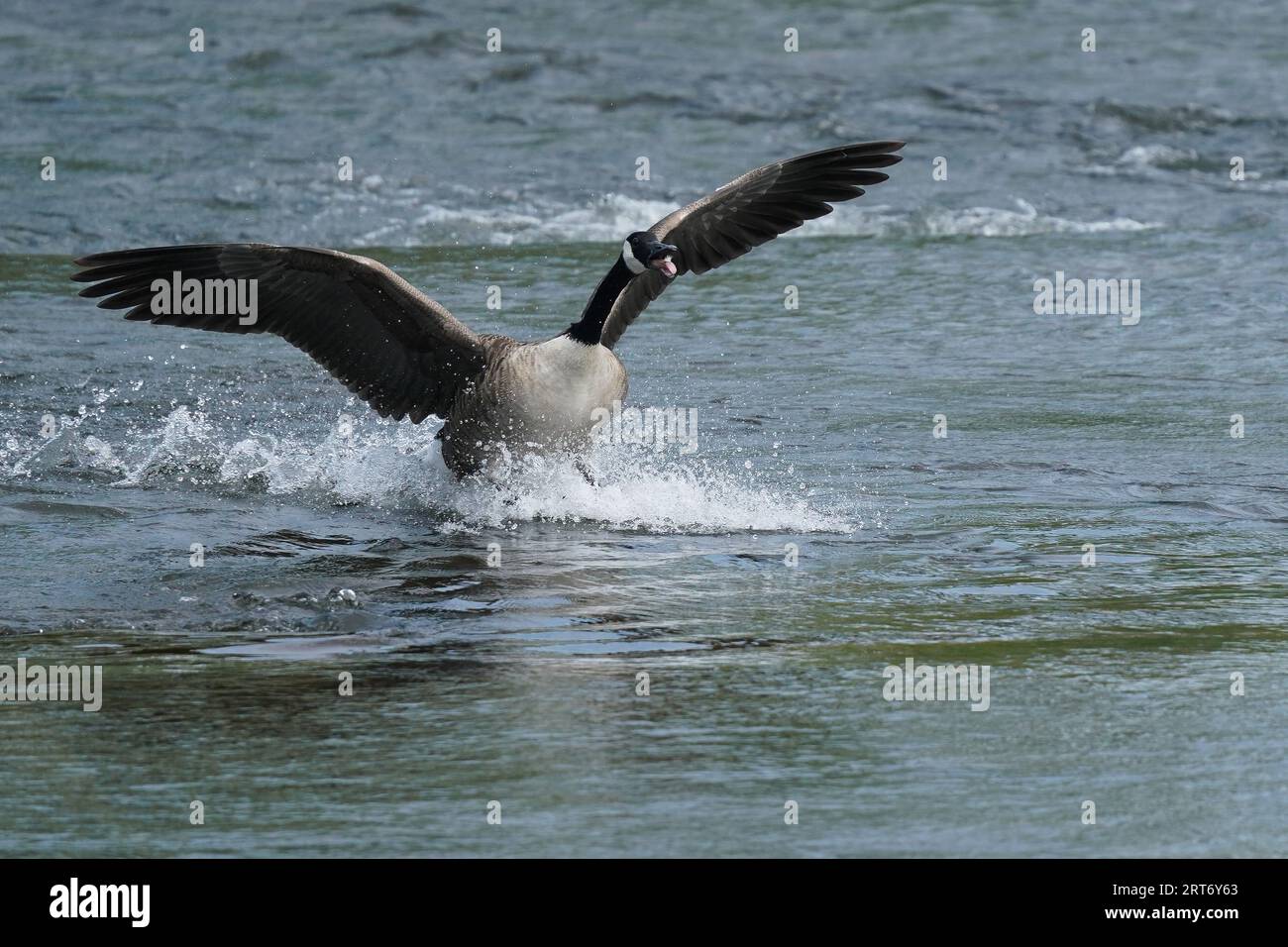 Black geese landing on water Stock Photo - Alamy