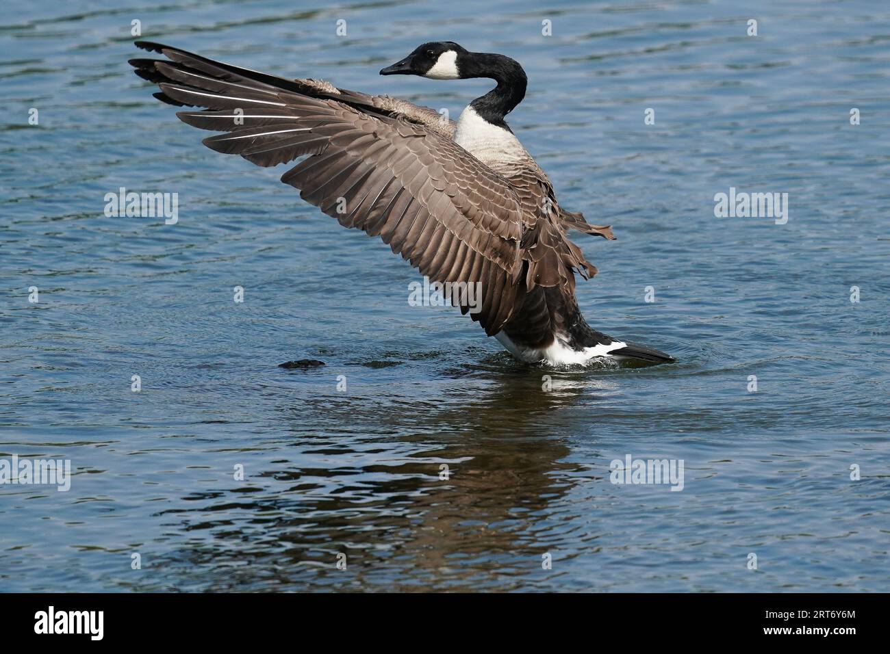 Black geese landing on water Stock Photo - Alamy