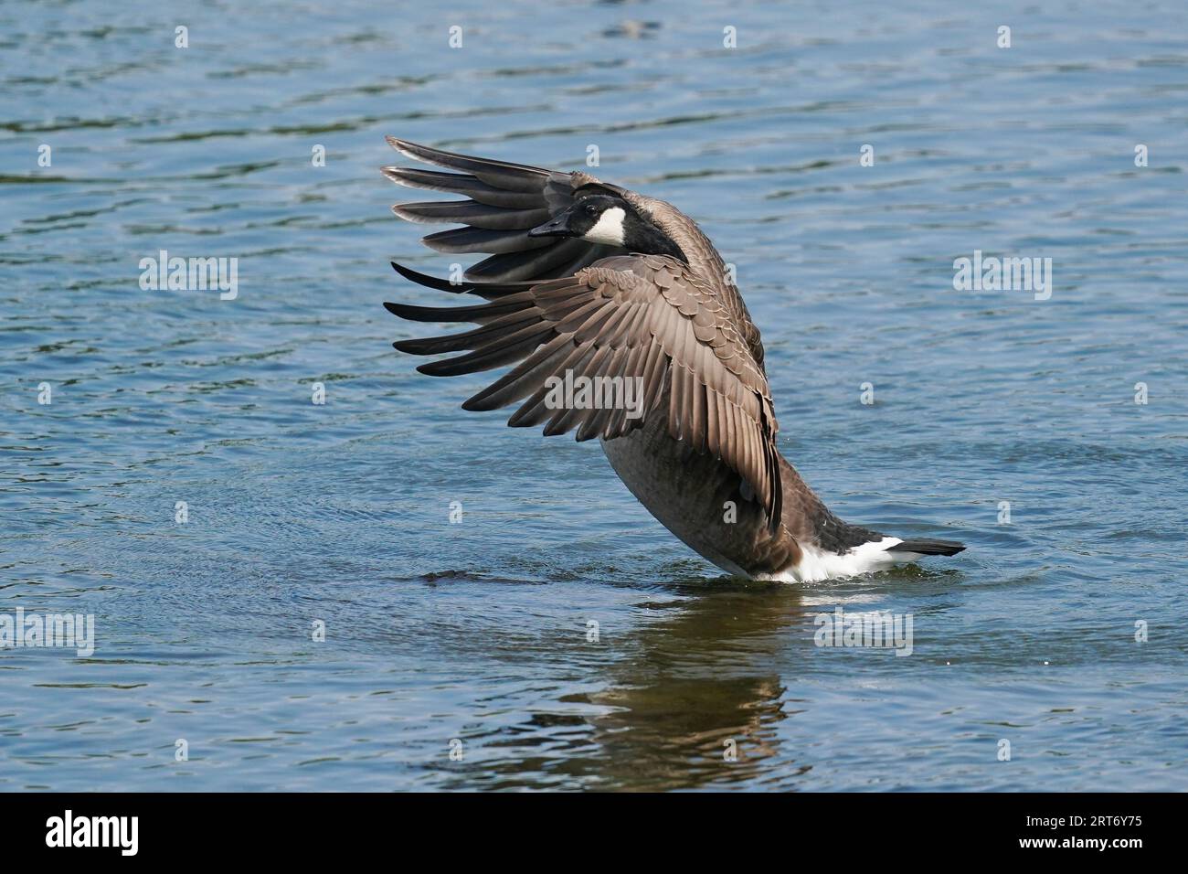 Black geese landing on water Stock Photo - Alamy