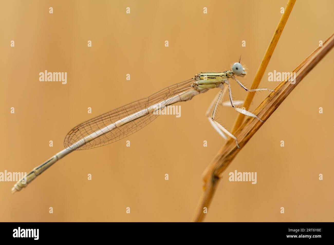 Side view of Southern hawker or Blue hawker Aeshna cyanea dragonfly ...