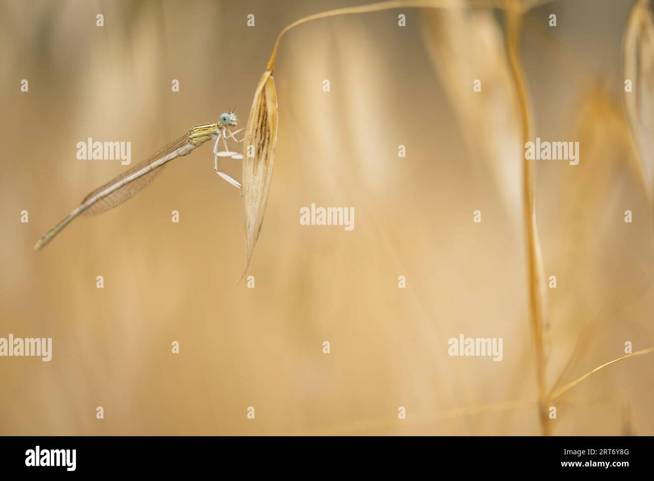 Side view of Southern hawker or Blue hawker Aeshna cyanea dragonfly ...