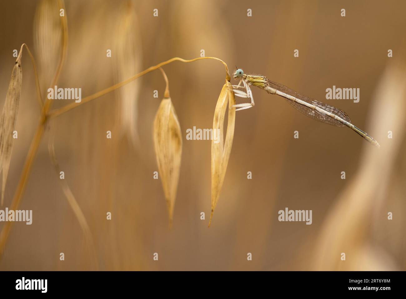 Side view of Southern hawker or Blue hawker Aeshna cyanea dragonfly ...