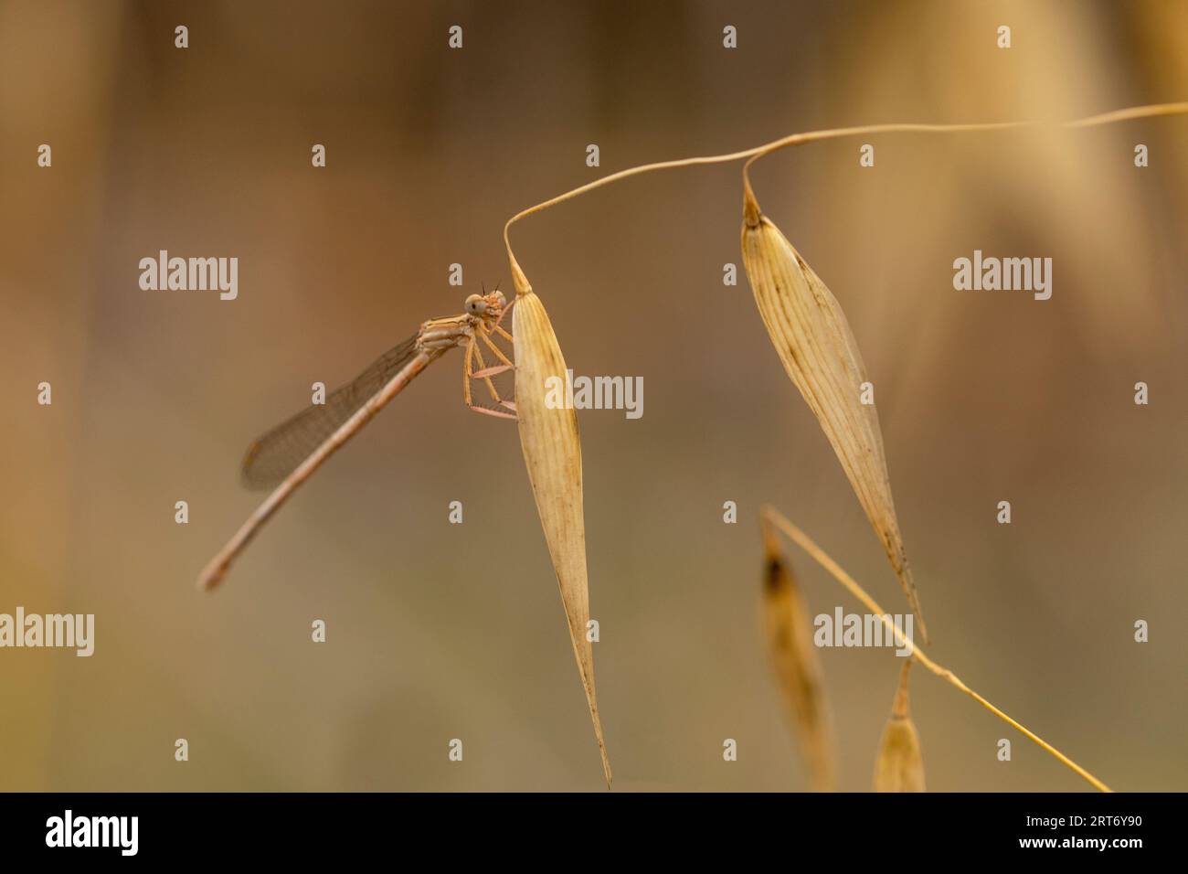 Side view of Southern hawker or Blue hawker Aeshna cyanea dragonfly ...