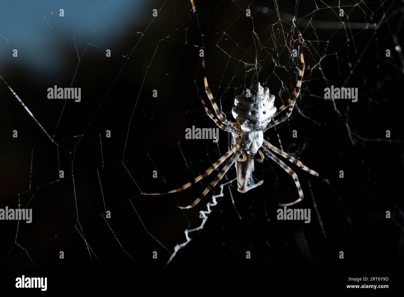 Big tiger spider weaving cobweb on black background Stock Photo - Alamy