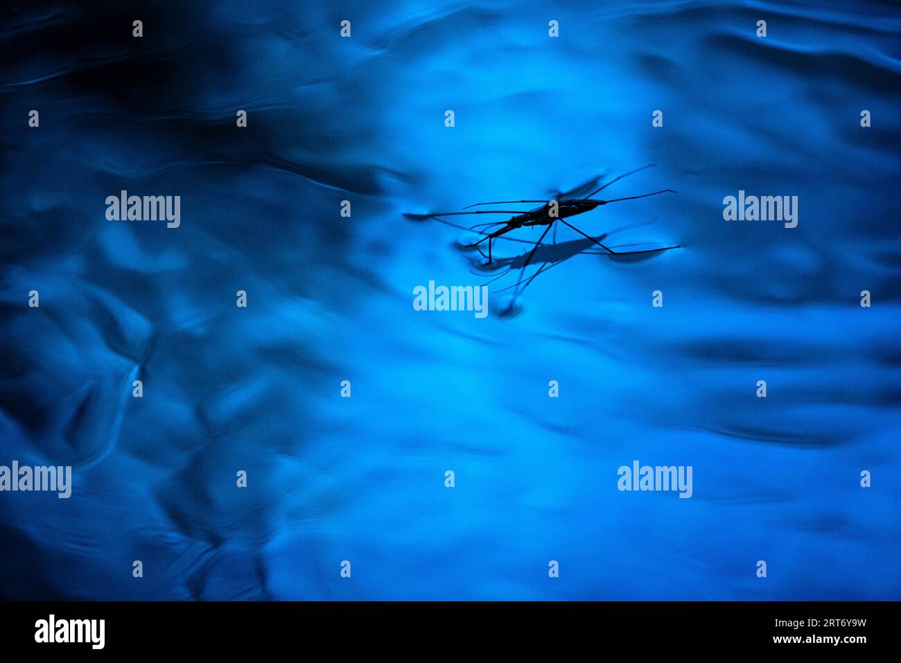 High angle of insect Gerris lacustris floating on clear blue water ...