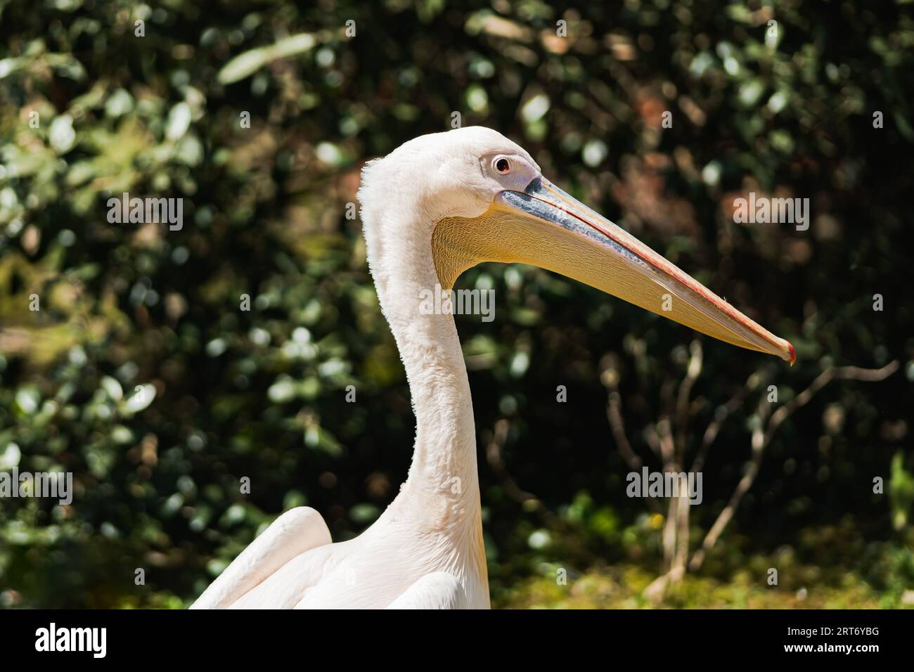 Closeup side view of great white pelican with long beak in zoo against ...