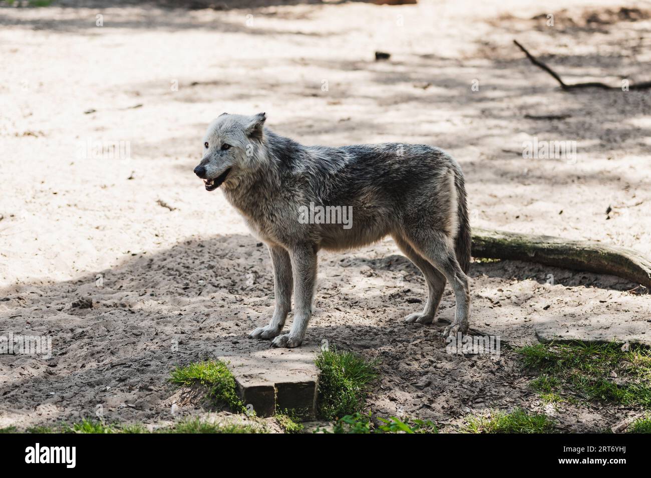 Full body side view of wild gray wolf with fluffy fur standing on dry ...