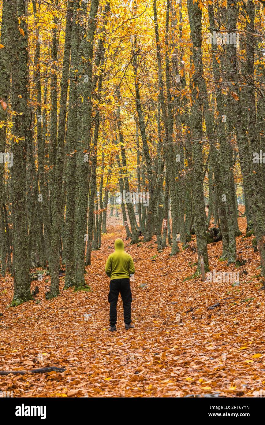 Back view of tourist walking on slope with foliage between autumn ...
