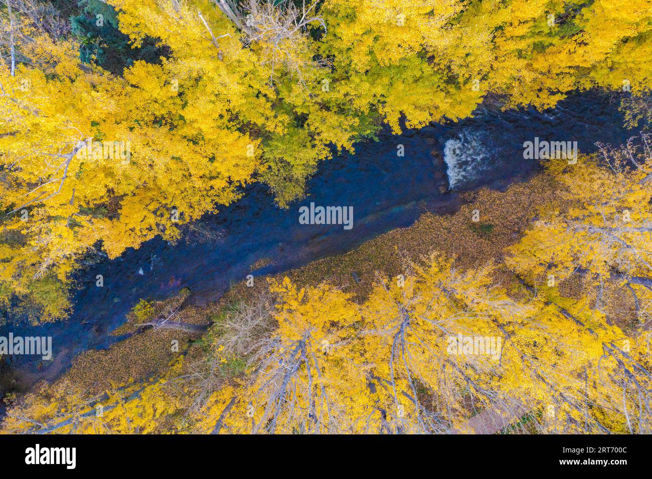 Aerial top view of amazing river between green and yellow trees in ...