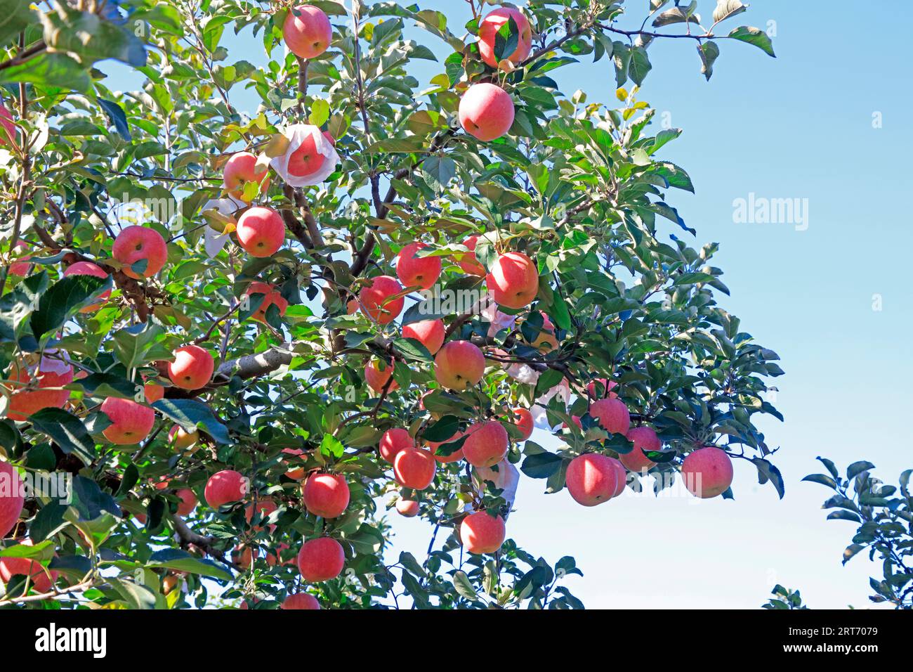 Apple agriculture china hi-res stock photography and images - Alamy