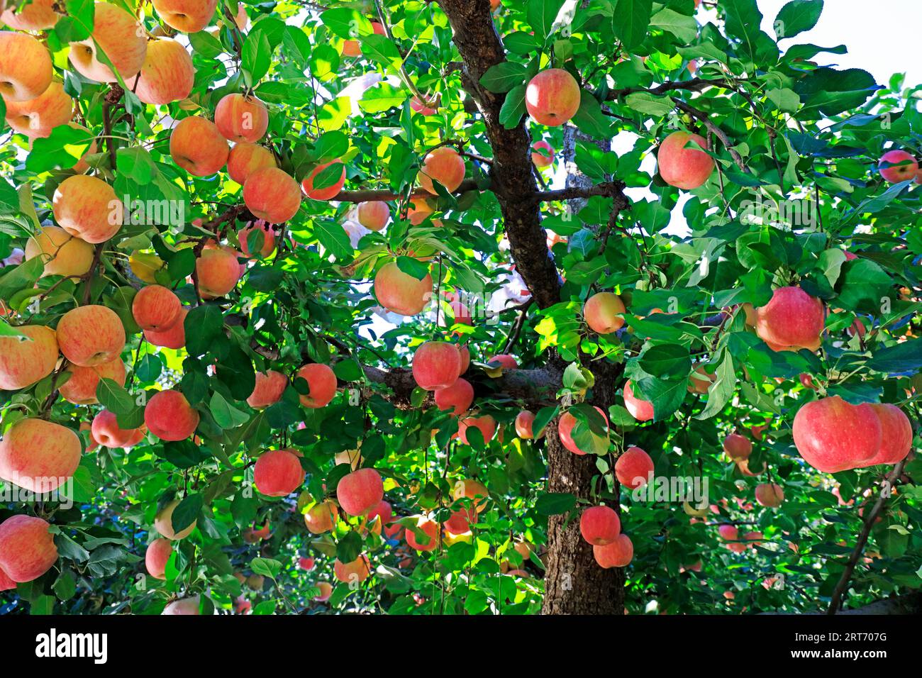 China fuji hi-res stock photography and images - Alamy