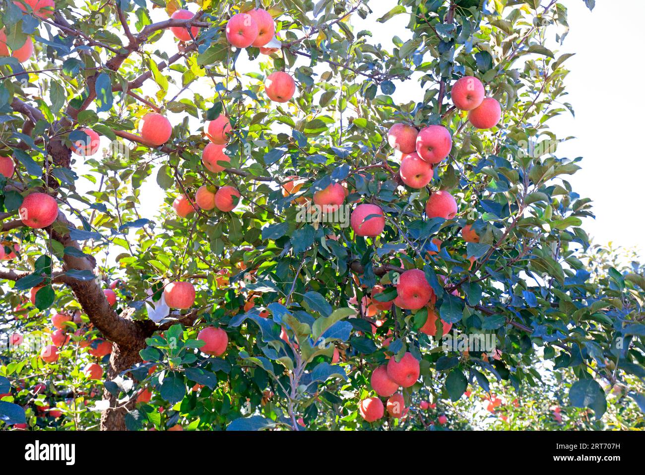 Apple agriculture china hi-res stock photography and images - Alamy