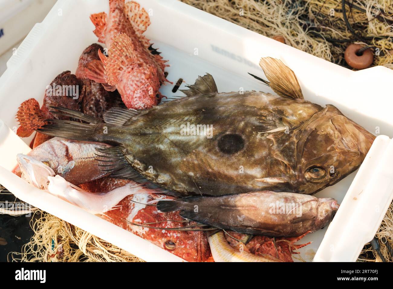 From above selection of diverse fresh uncooked fish placed in white ...