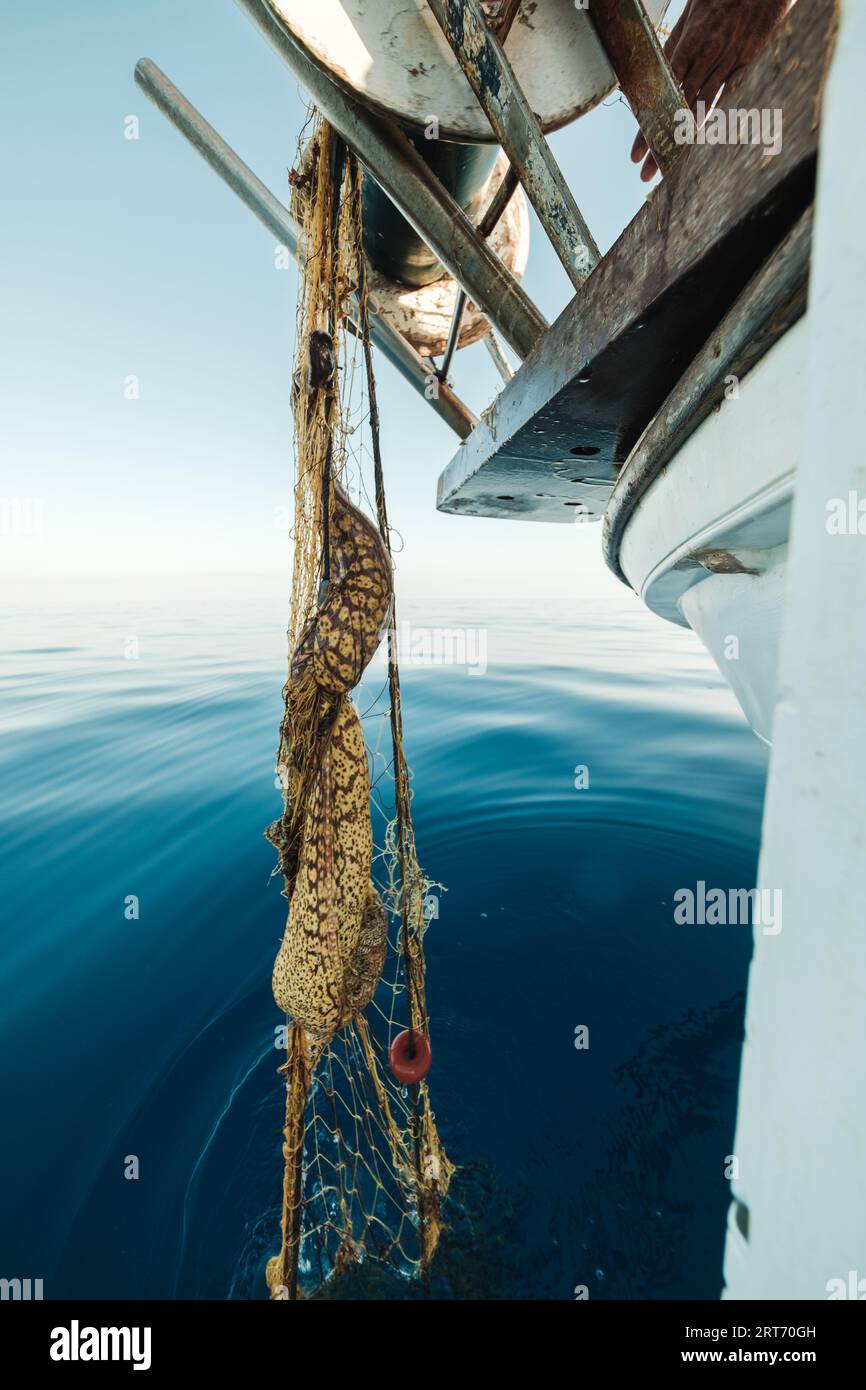 Caught Muraena helena in tackle on schooner during traditional fishing ...