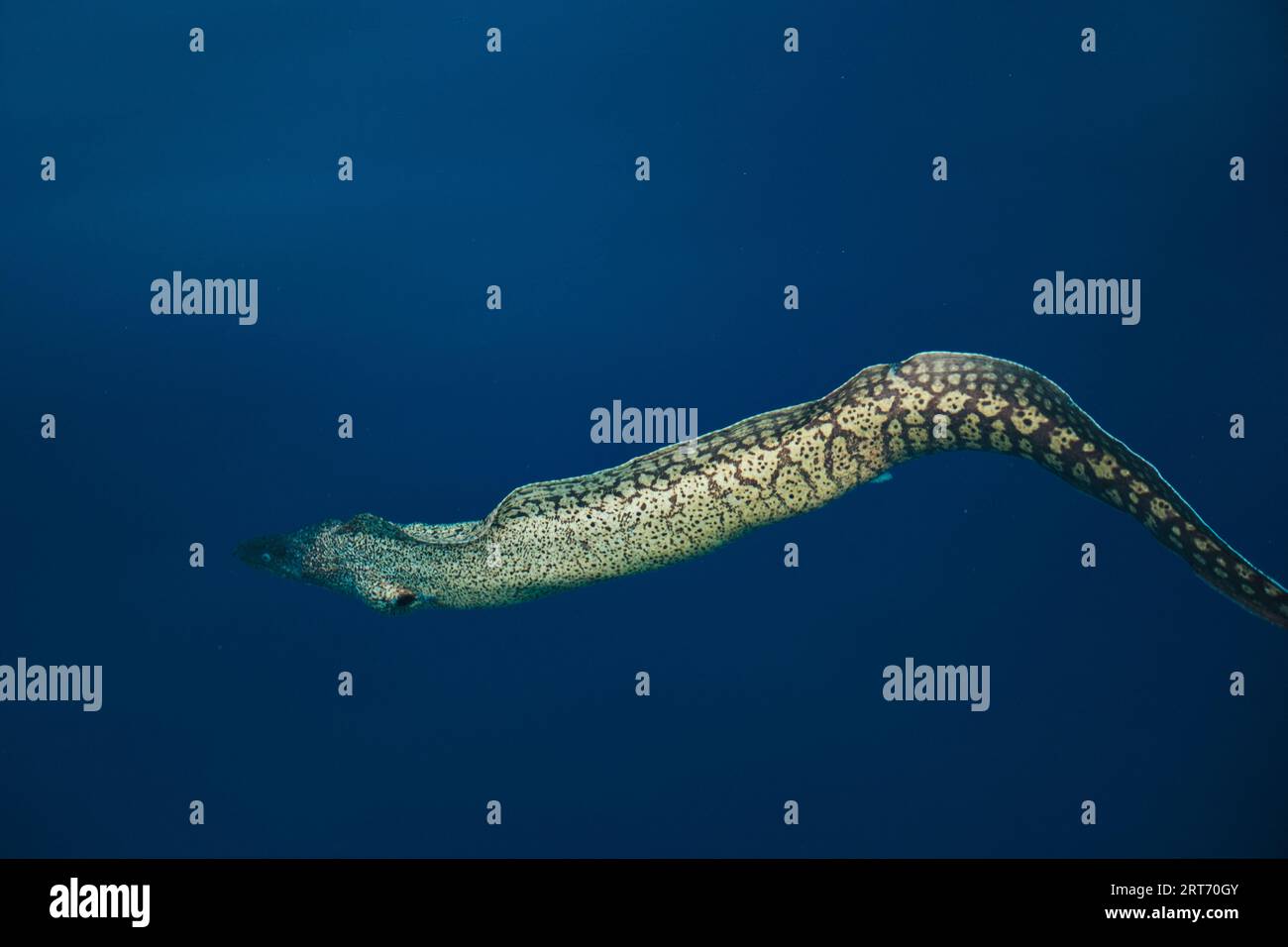 Muraena helena floating deep underwater in natural habitat in blue ...