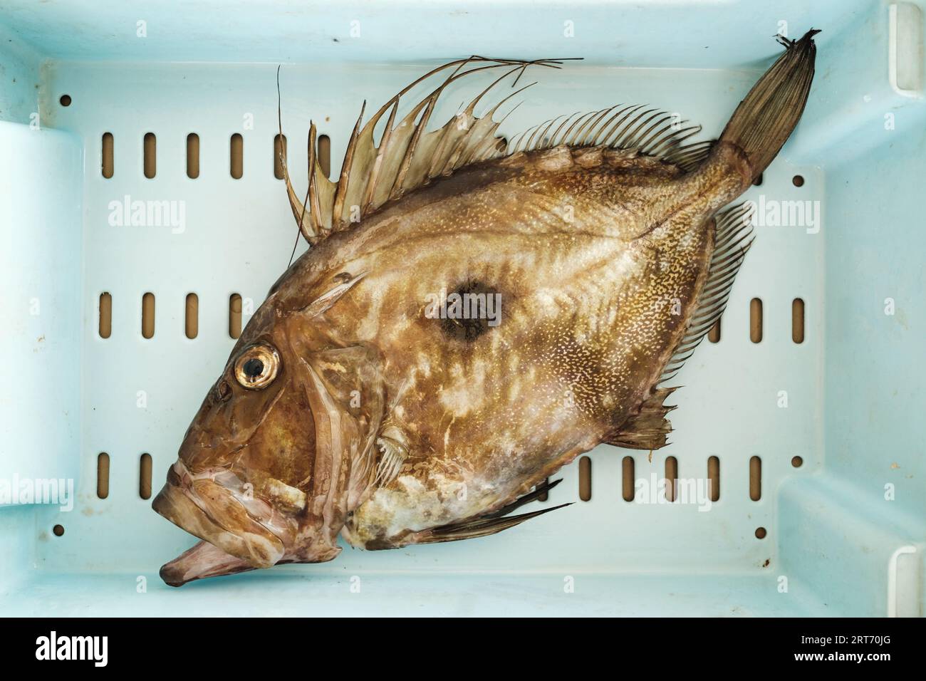 From above fresh uncooked flounder fish in plastic container located on ...