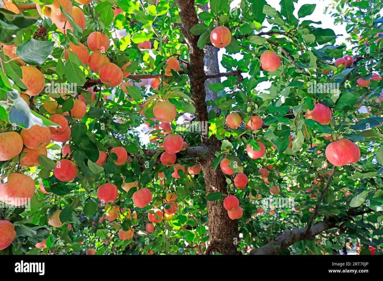 Apple agriculture china hi-res stock photography and images - Alamy