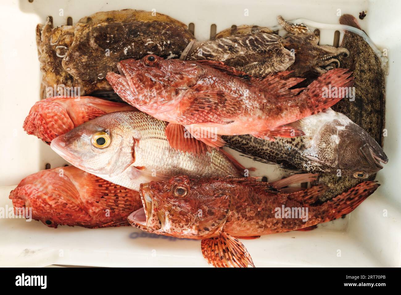 Diverse marine fauna hi-res stock photography and images - Alamy
