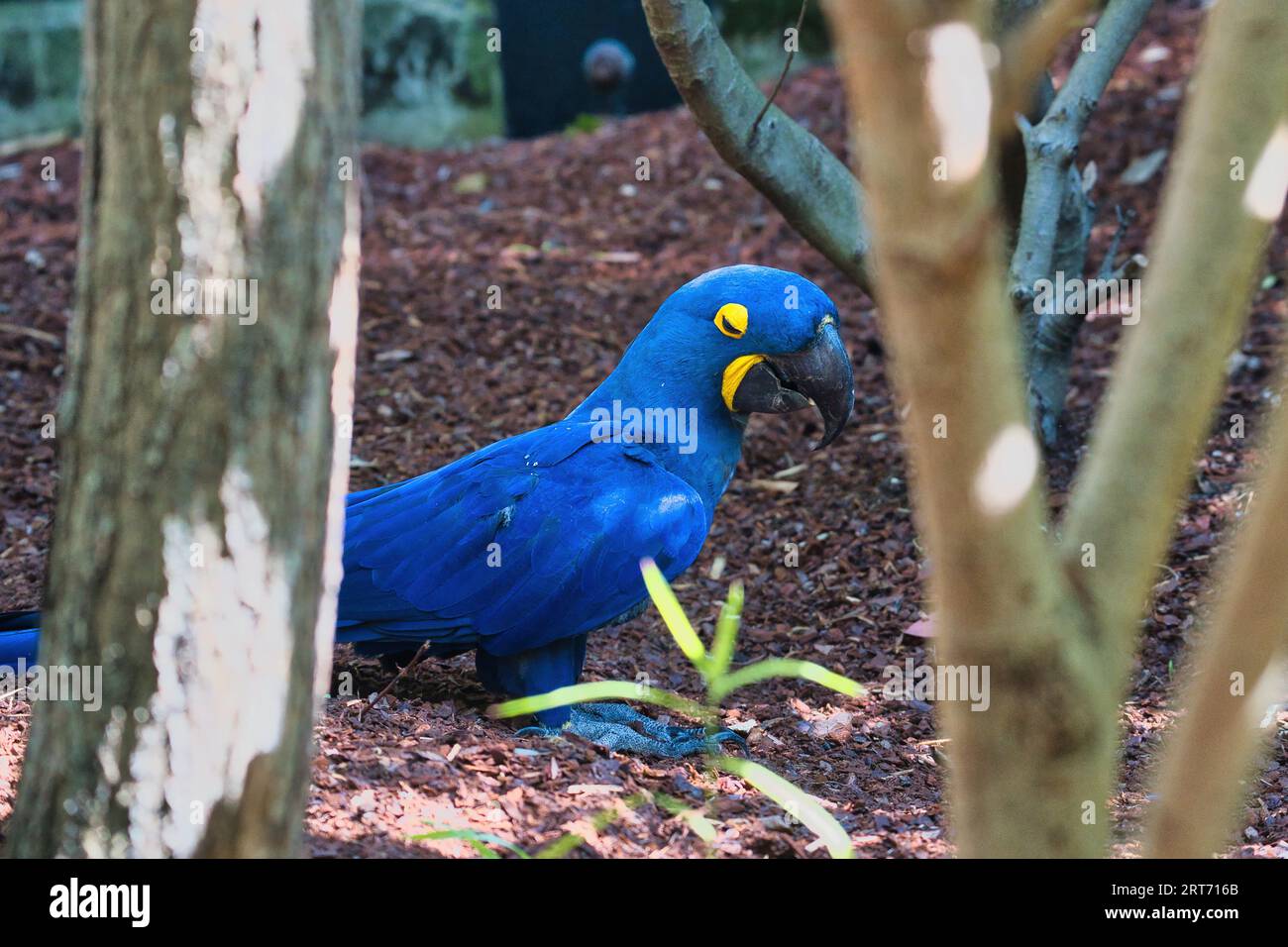 The hyacinth macaw in the Paris zoologic park, formerly known as the ...
