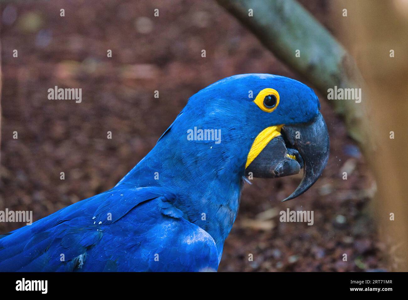 The hyacinth macaw in the Paris zoologic park, formerly known as the ...