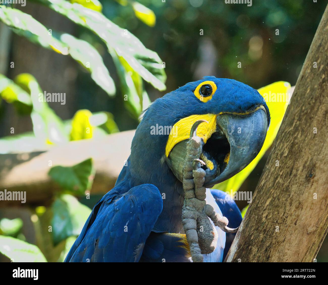 The hyacinth macaw in the Paris zoologic park, formerly known as the ...