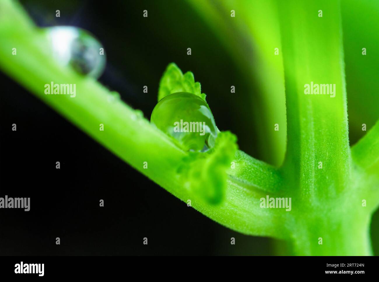 Tree leaf made water hi-res stock photography and images - Alamy