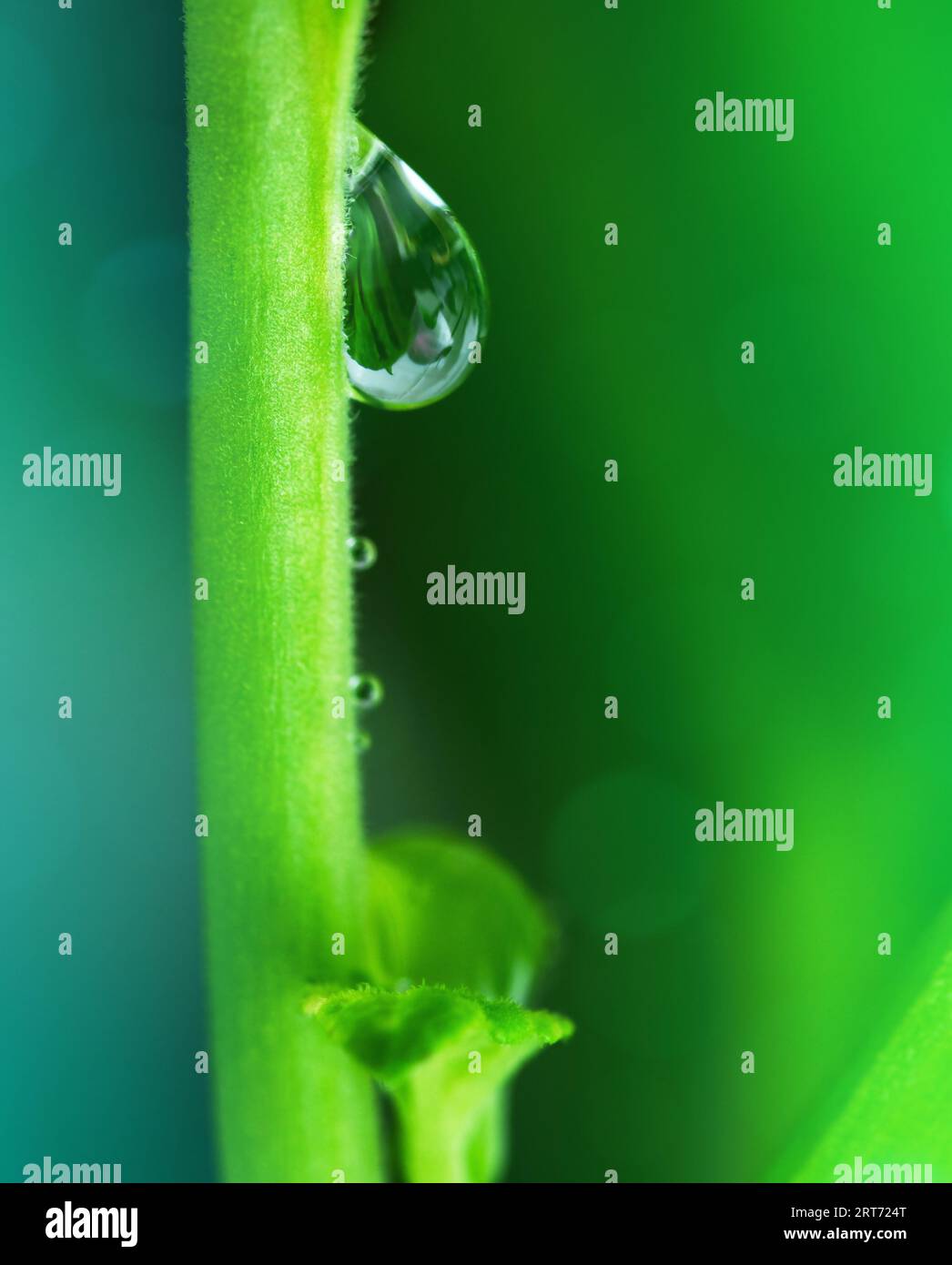 Water drops reflection green leaf Stock Photo - Alamy