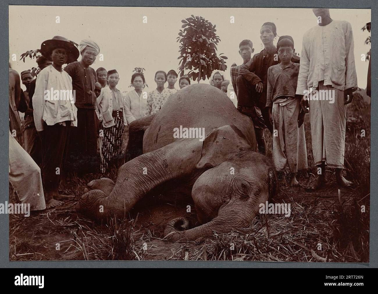 Colonial Dutch Empire in Indonesia, 1900, Elephant hunt at Krueng ...