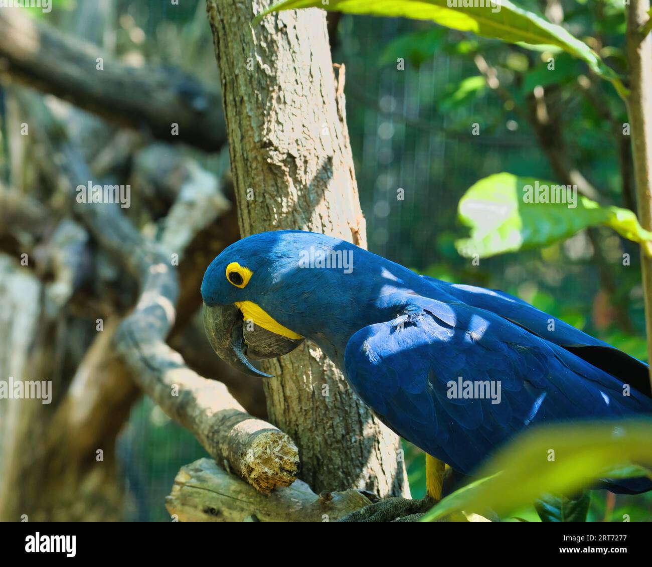 The hyacinth macaw in the Paris zoologic park, formerly known as the ...