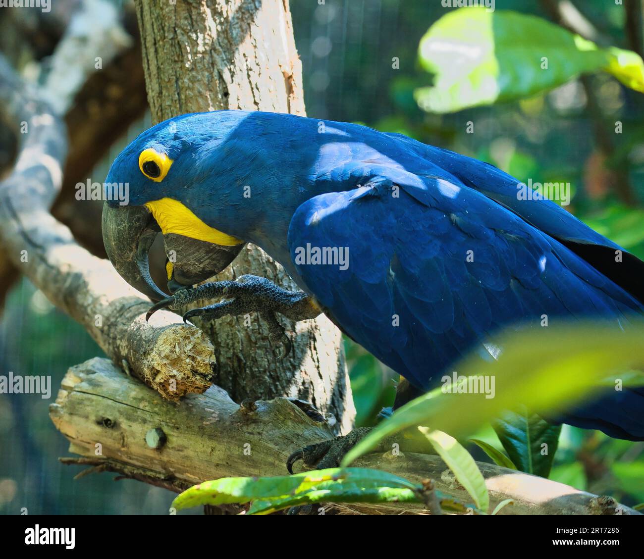 The hyacinth macaw in the Paris zoologic park, formerly known as the ...