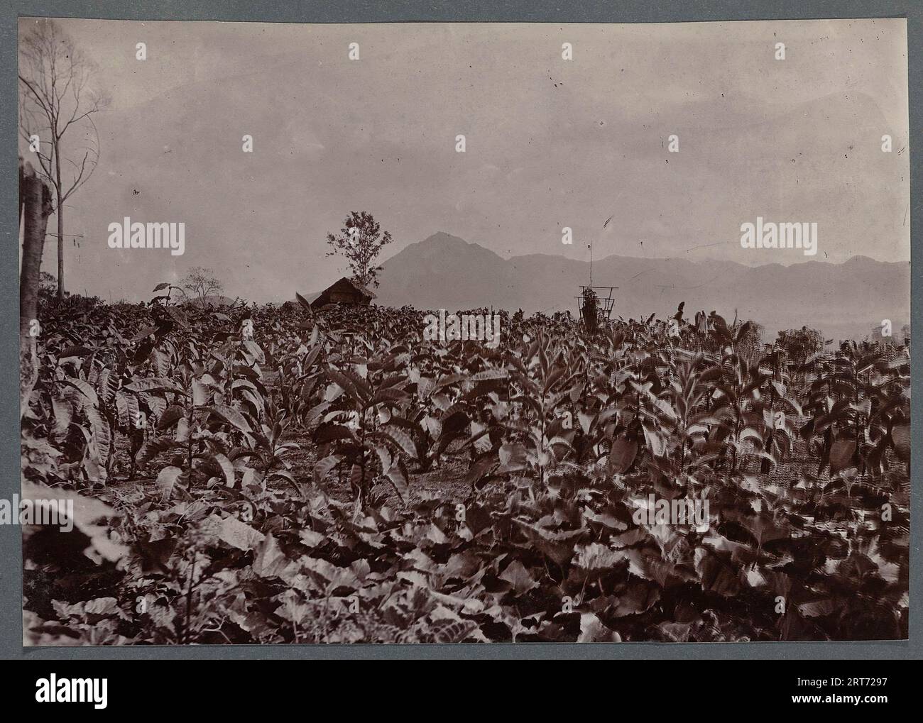 Colonial Dutch Empire in Indonesia, 1900, Plantation Stock Photo - Alamy