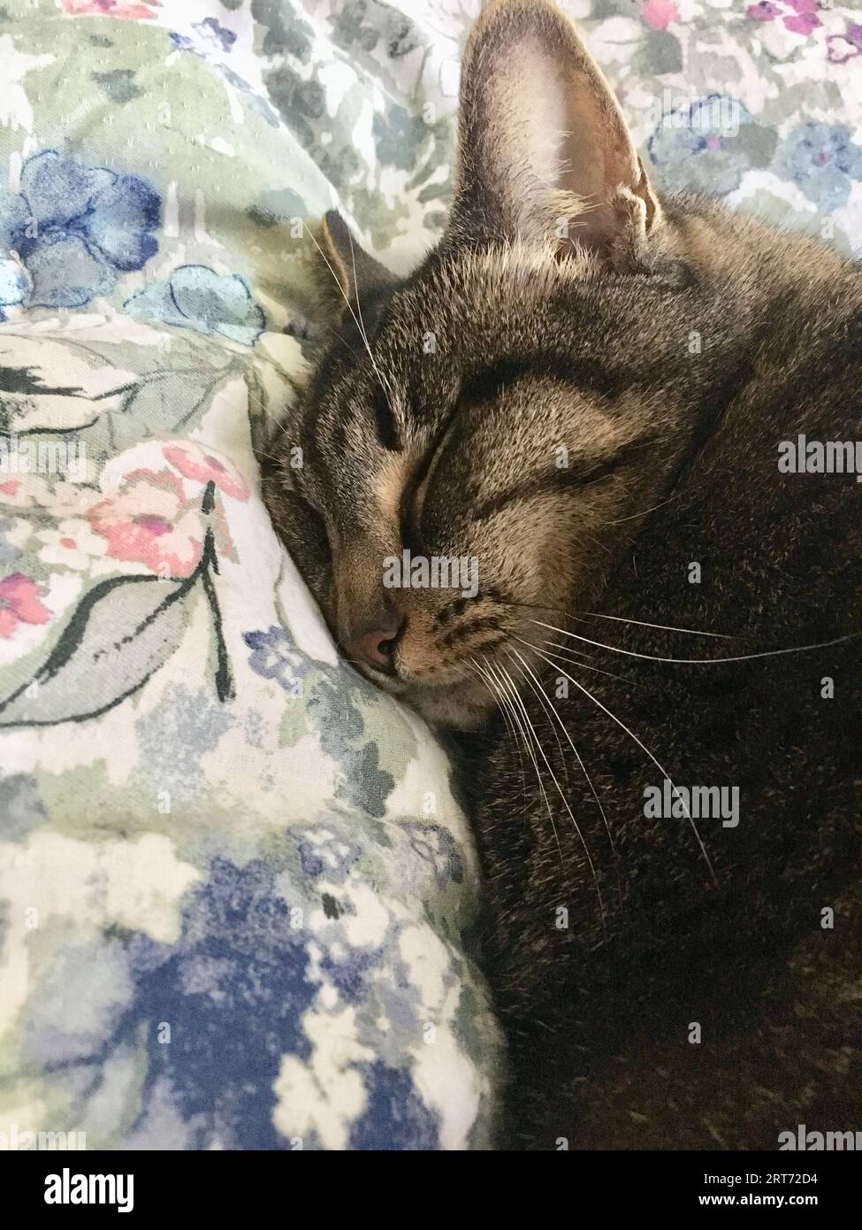 Soft kitty hi-res stock photography and images - Alamy