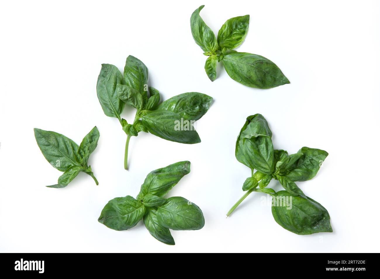 Bunch of basil leaves hi-res stock photography and images - Alamy