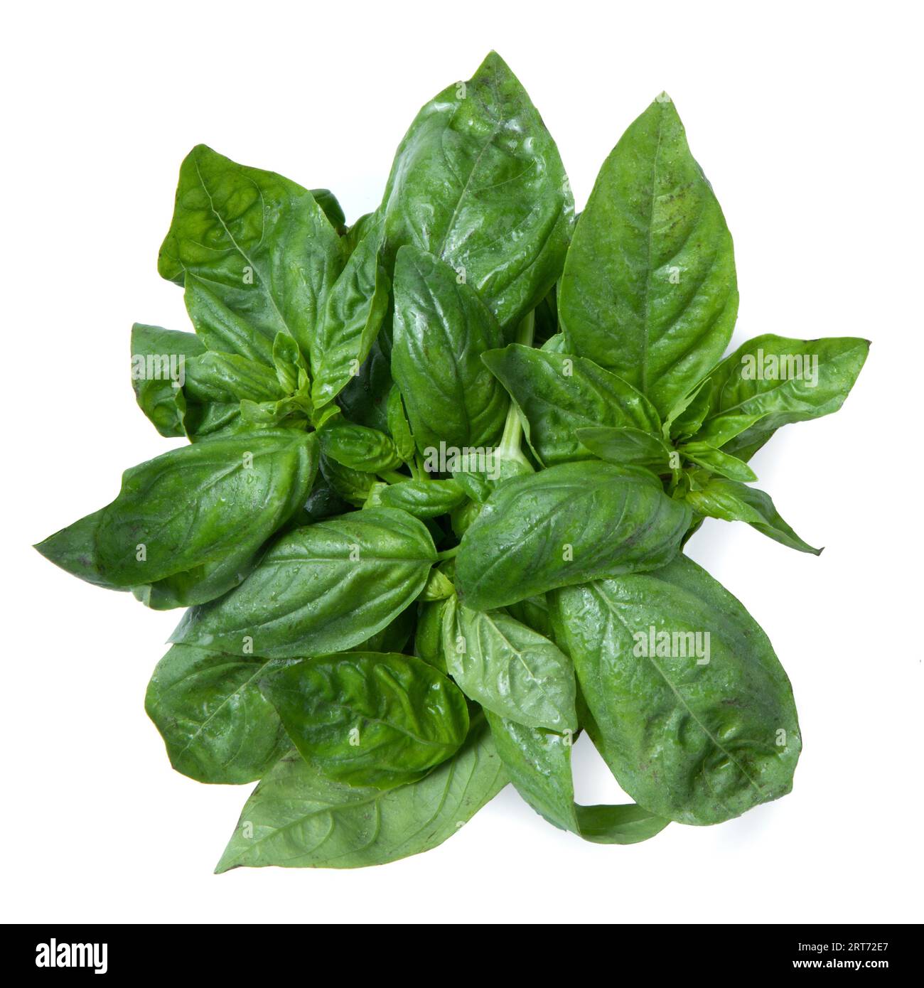 Bunch of basil leaves hi-res stock photography and images - Alamy