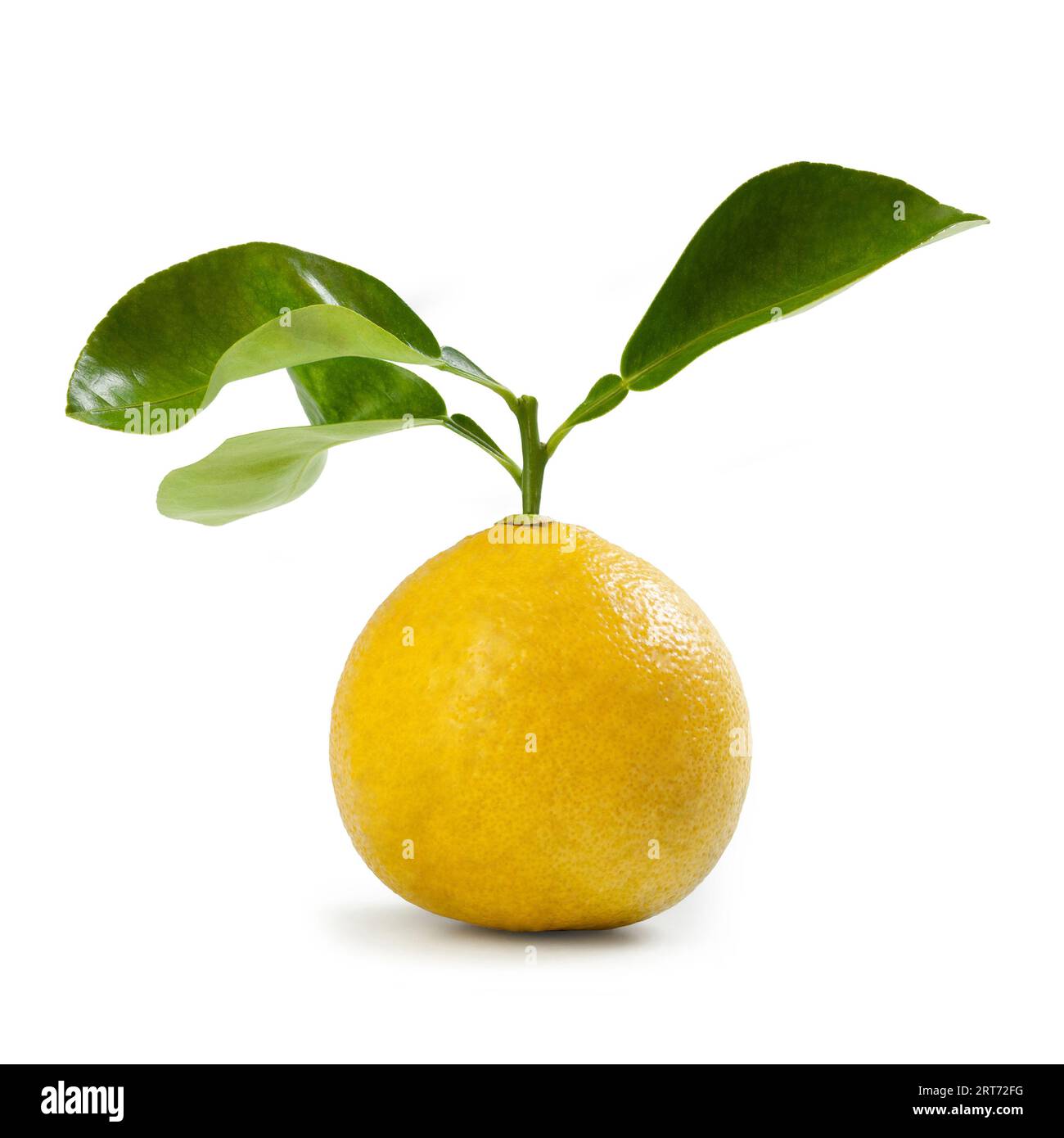 Bergamot Orange Femminello Cultivar Isolated On White Background