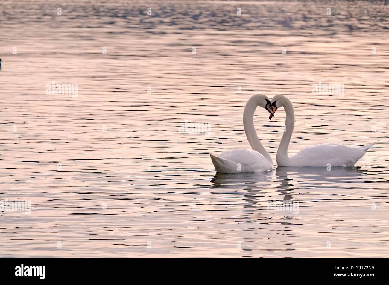 Two water birds cygnus olor on Vltava river shaped into swan heart ...