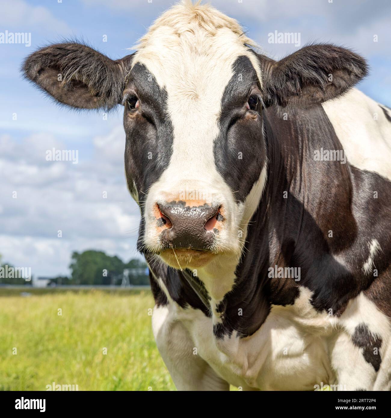 Cow muscular beef black and white, soft looking at camera, pink nose ...