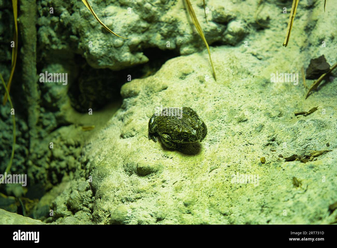 Habitat de natterjack hi-res stock photography and images - Alamy