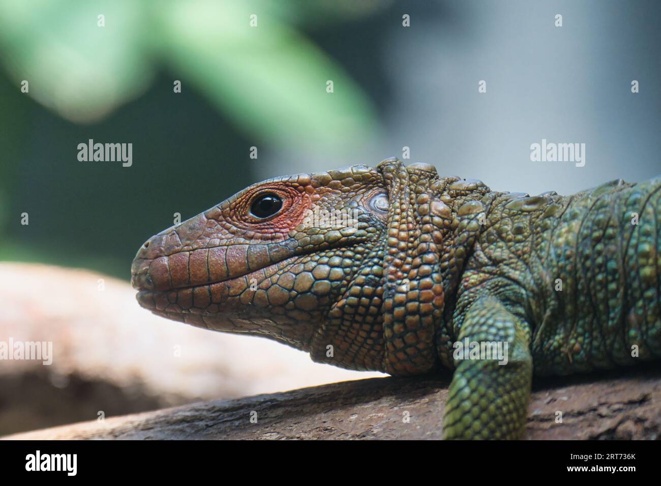 northern caiman or dracaena lizard lying on branch in the Paris ...