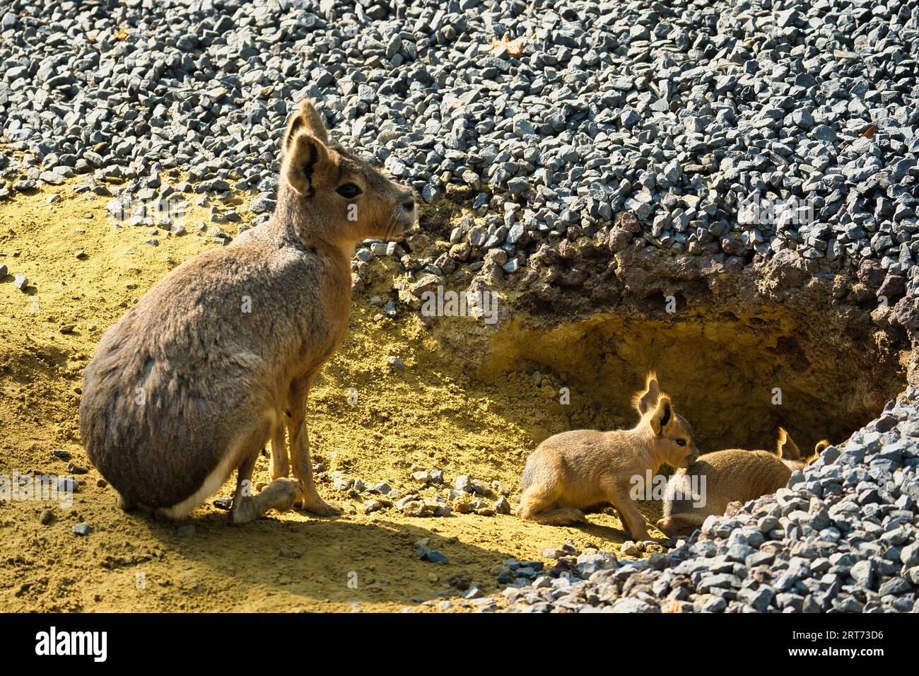 Patagonians wildlife hi-res stock photography and images - Alamy