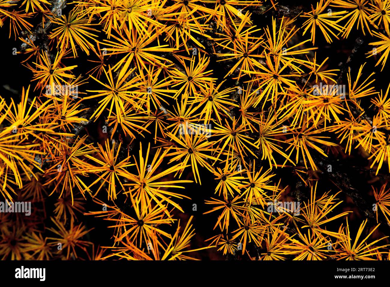 Beautiful botanical shot, natural wallpaper, lighting effects that ...