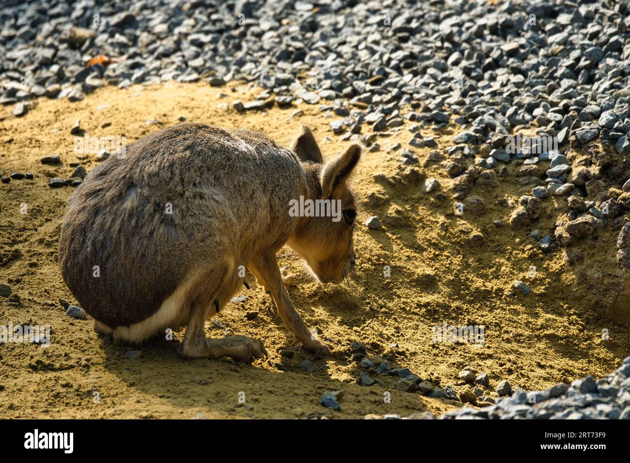 Patagonian mara and babies in the Paris zoologic park, formerly known ...
