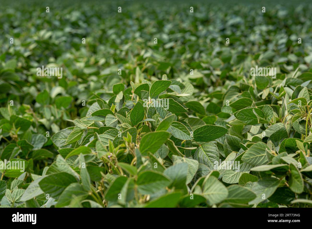 Young soybean plants with flowers on soybean cultivated field Stock ...