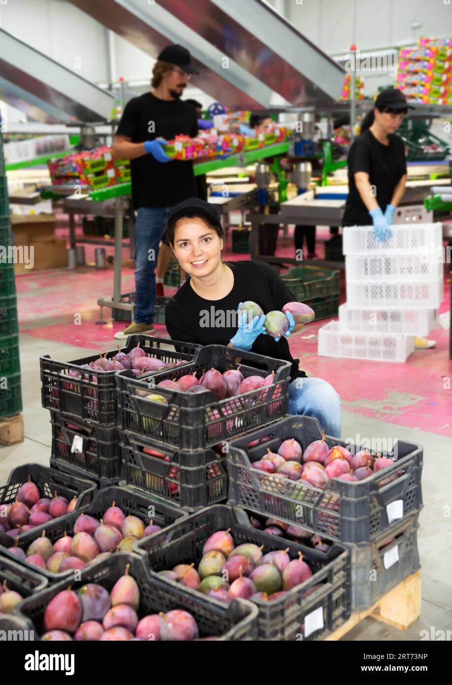 Woman demonstrating mango in fruits packing facility Stock Photo - Alamy