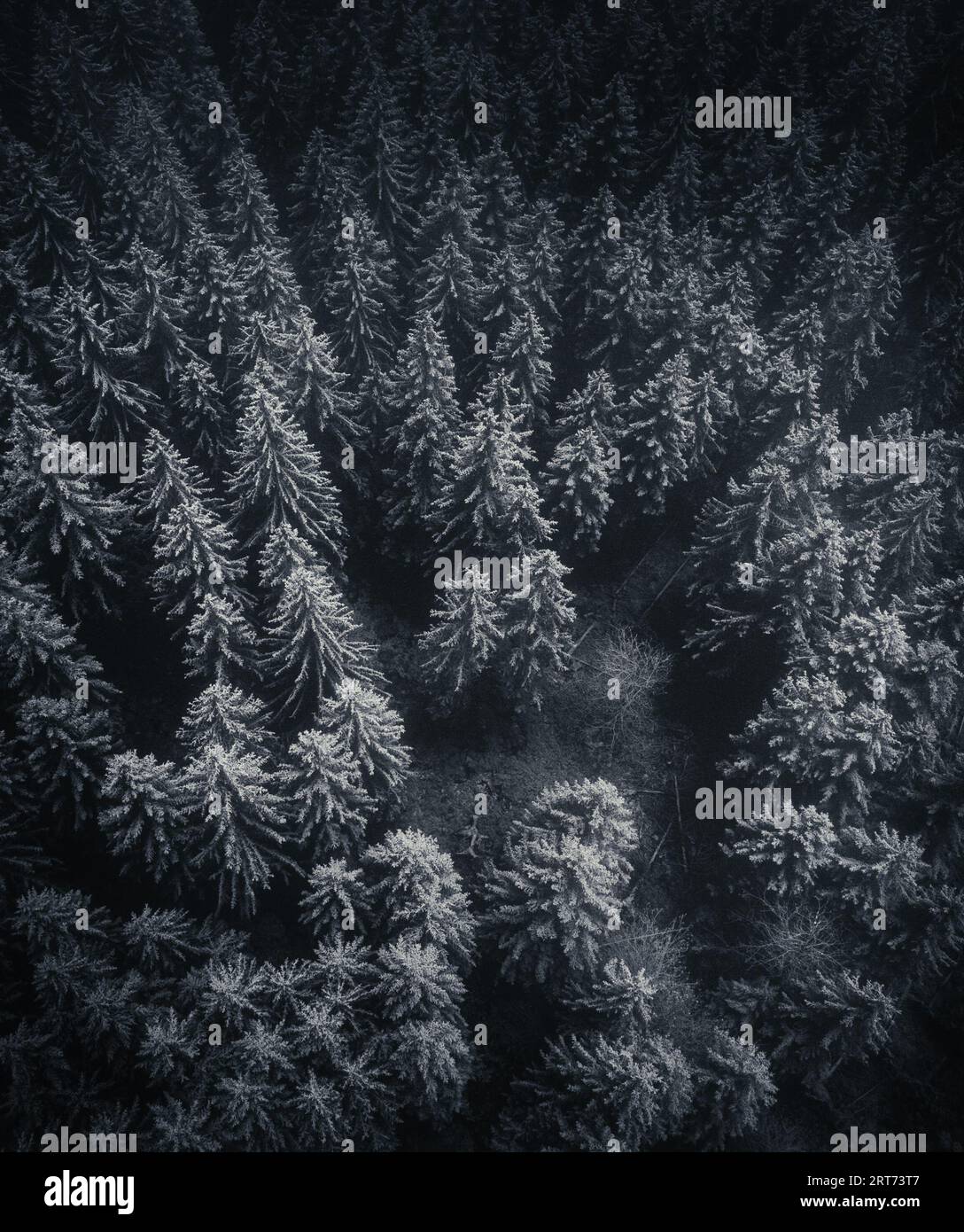 Aerial vertical image of beautiful and peaceful dark forest in winter ...
