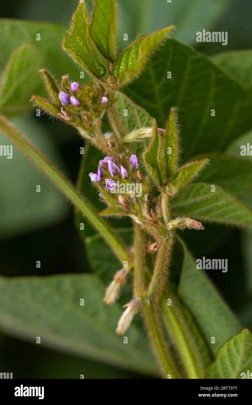 Young soybean plants with flowers on soybean cultivated field Stock ...