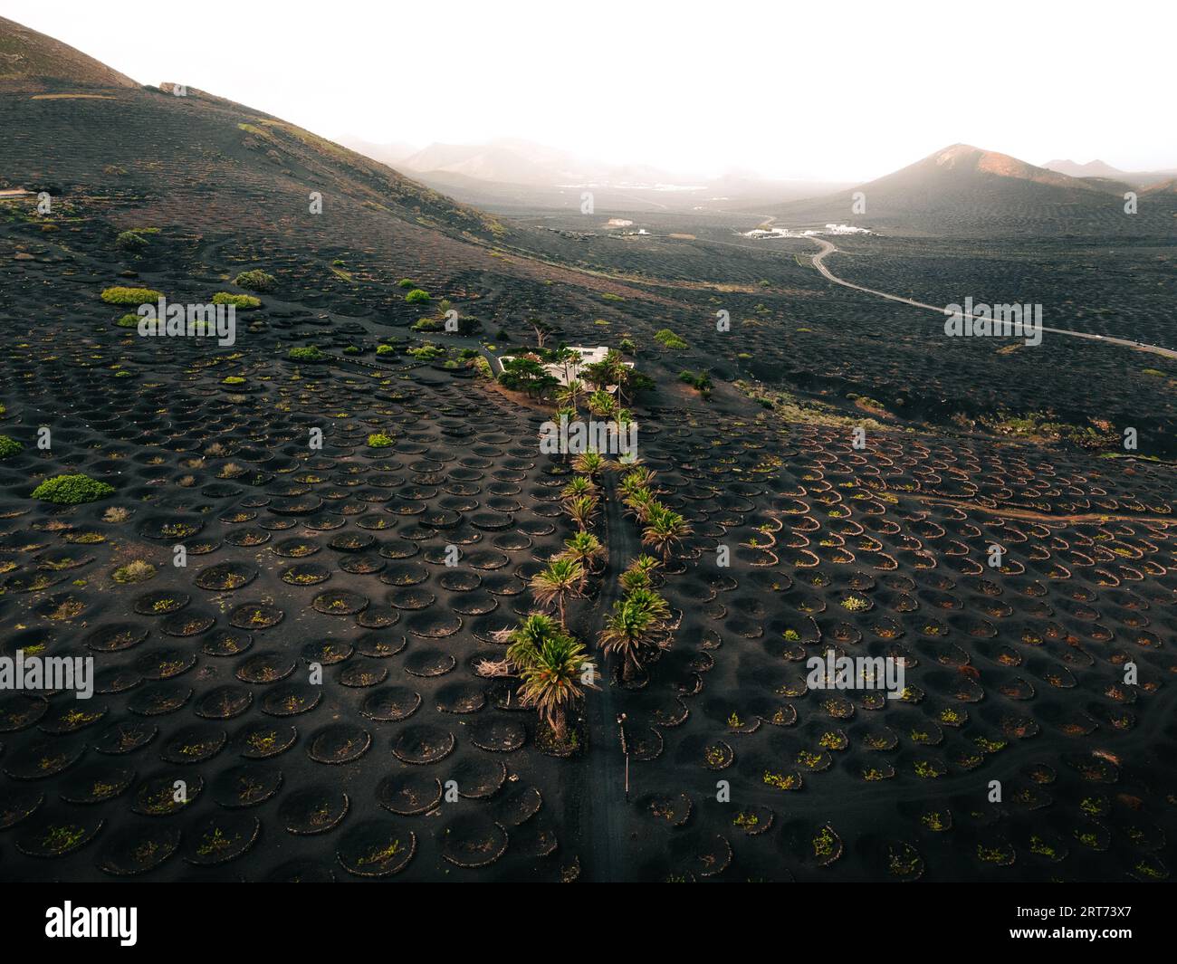 Aerial photo of vineyards with green palm trees in volcanic Island ...