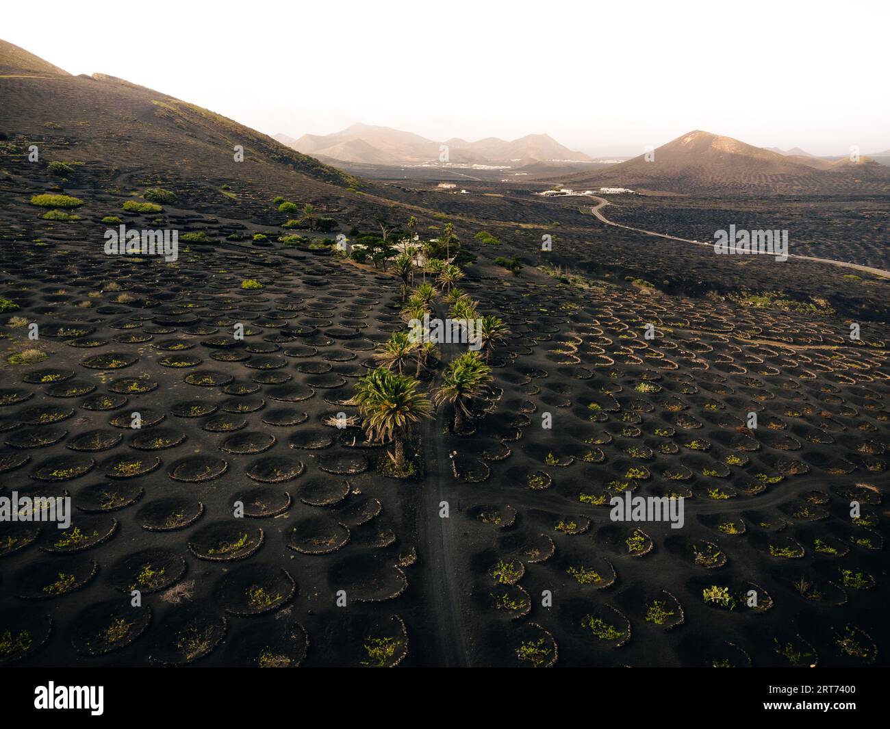 Aerial photo of vineyards with green palm trees in volcanic Island ...