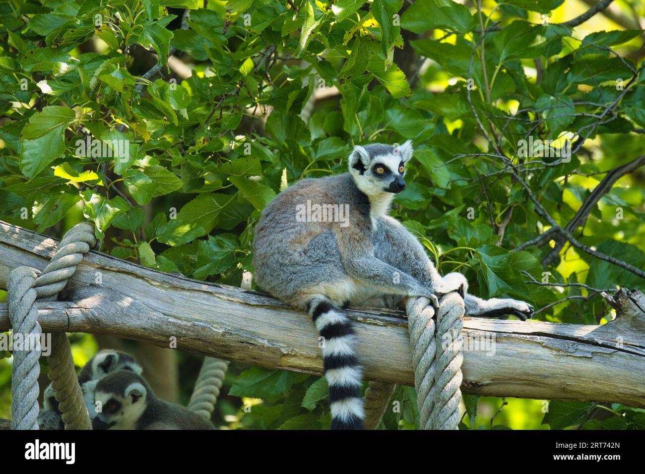 branch in the Paris zoologic park, formerly known as the Bois de ...