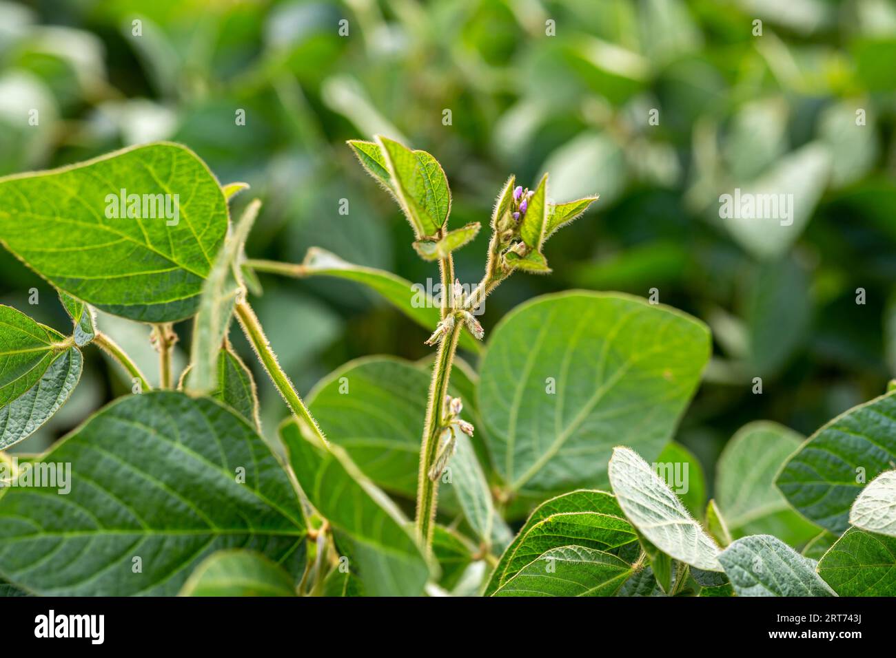 Young soybean plants with flowers on soybean cultivated field Stock ...